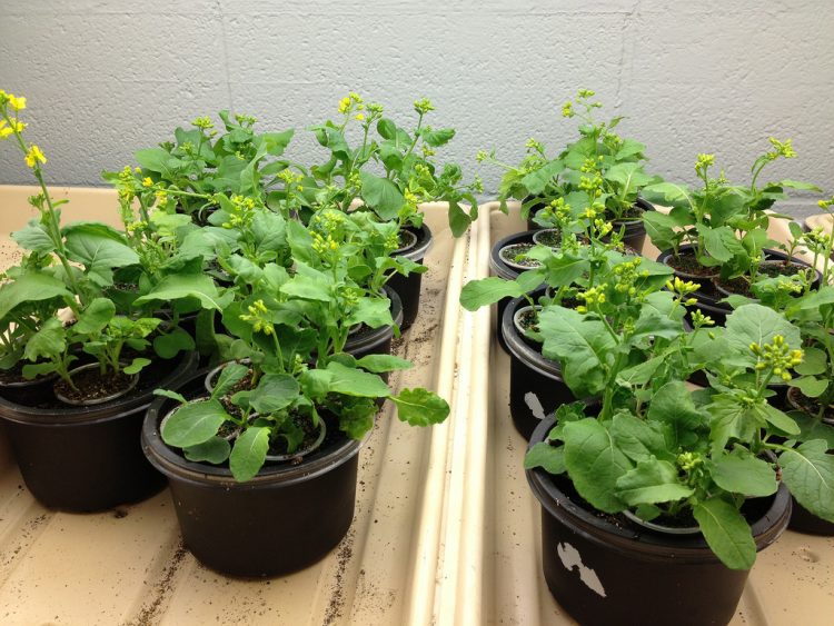 Fastplant selection experiment wrap up – Wandering through Prairie Wonders
